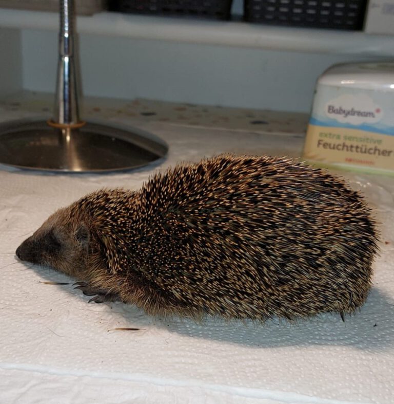 Igel – Tierhilfe Wolfsburg e.V.